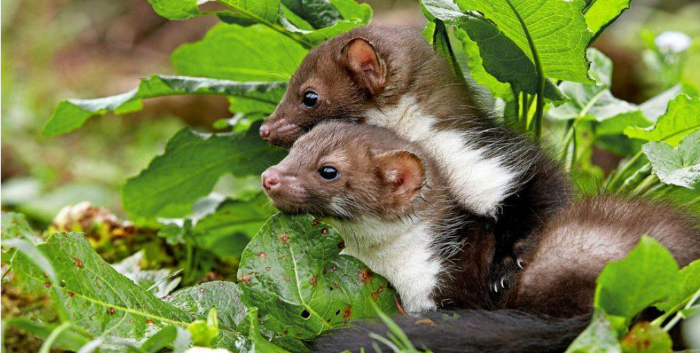 Mating season and mink pups – THE 9 PEST FACTORY STORE