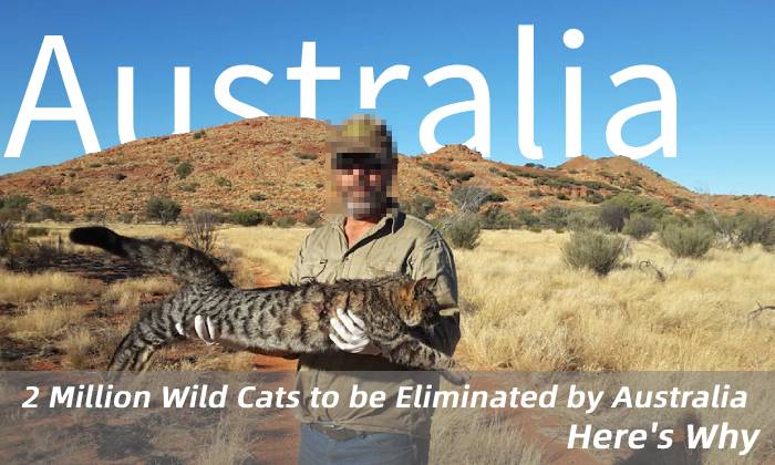 Why is Australia hunting feral cats? – THE 9 PEST FACTORY STORE